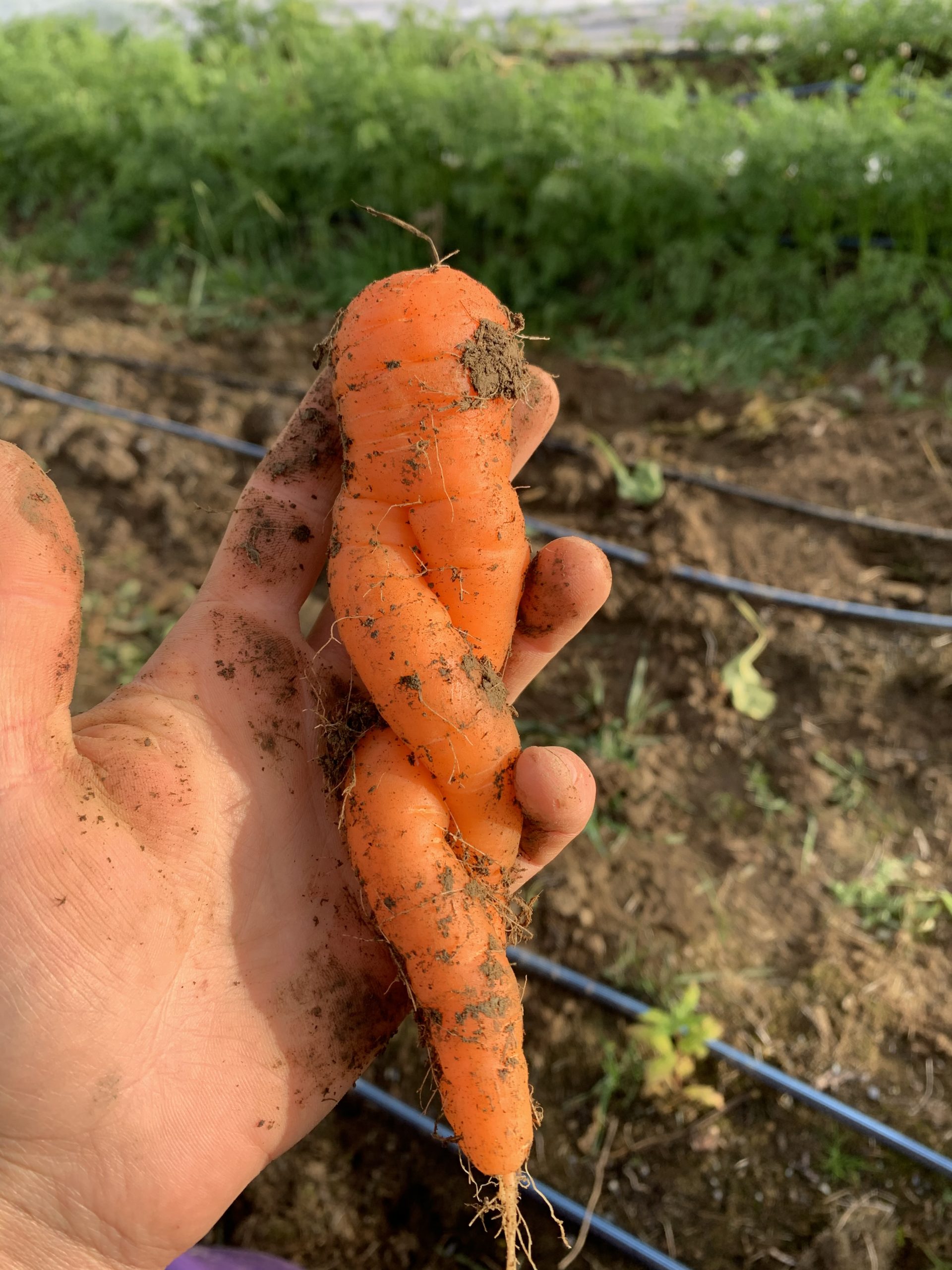 Home - Singing Nettle Farm